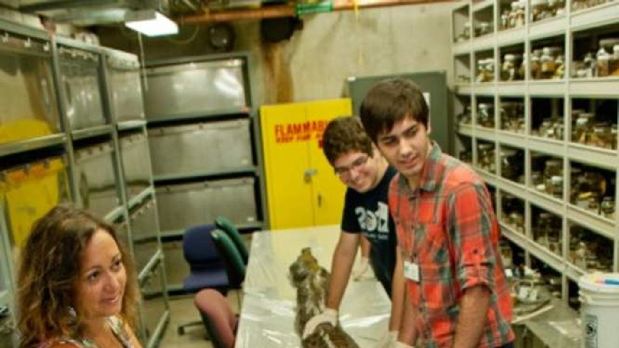 Monster Python: 17ft Snake Caught In Florida | World News | Sky News