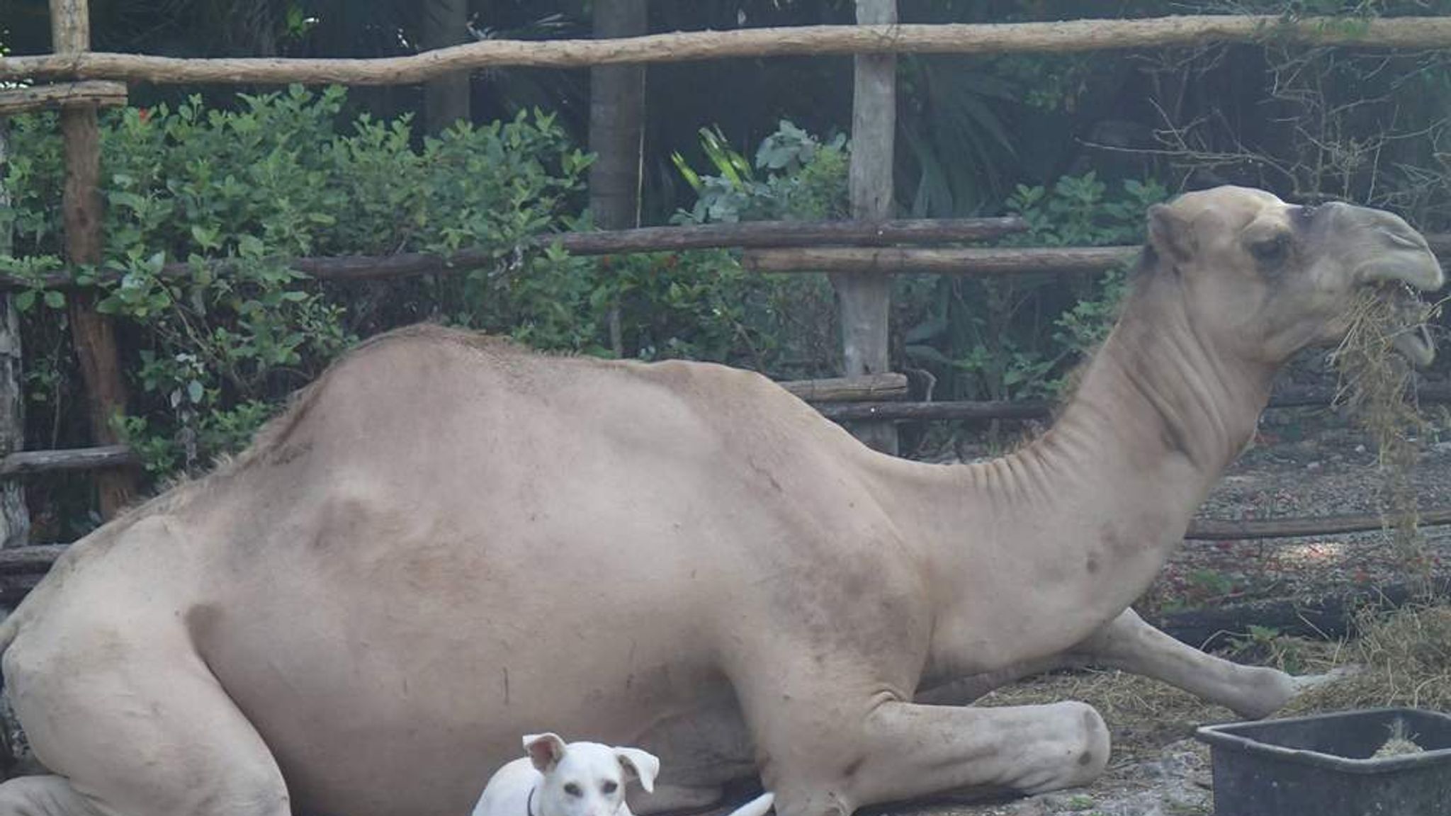 Enraged Camel Kills Man At Wildlife Park | US News | Sky News