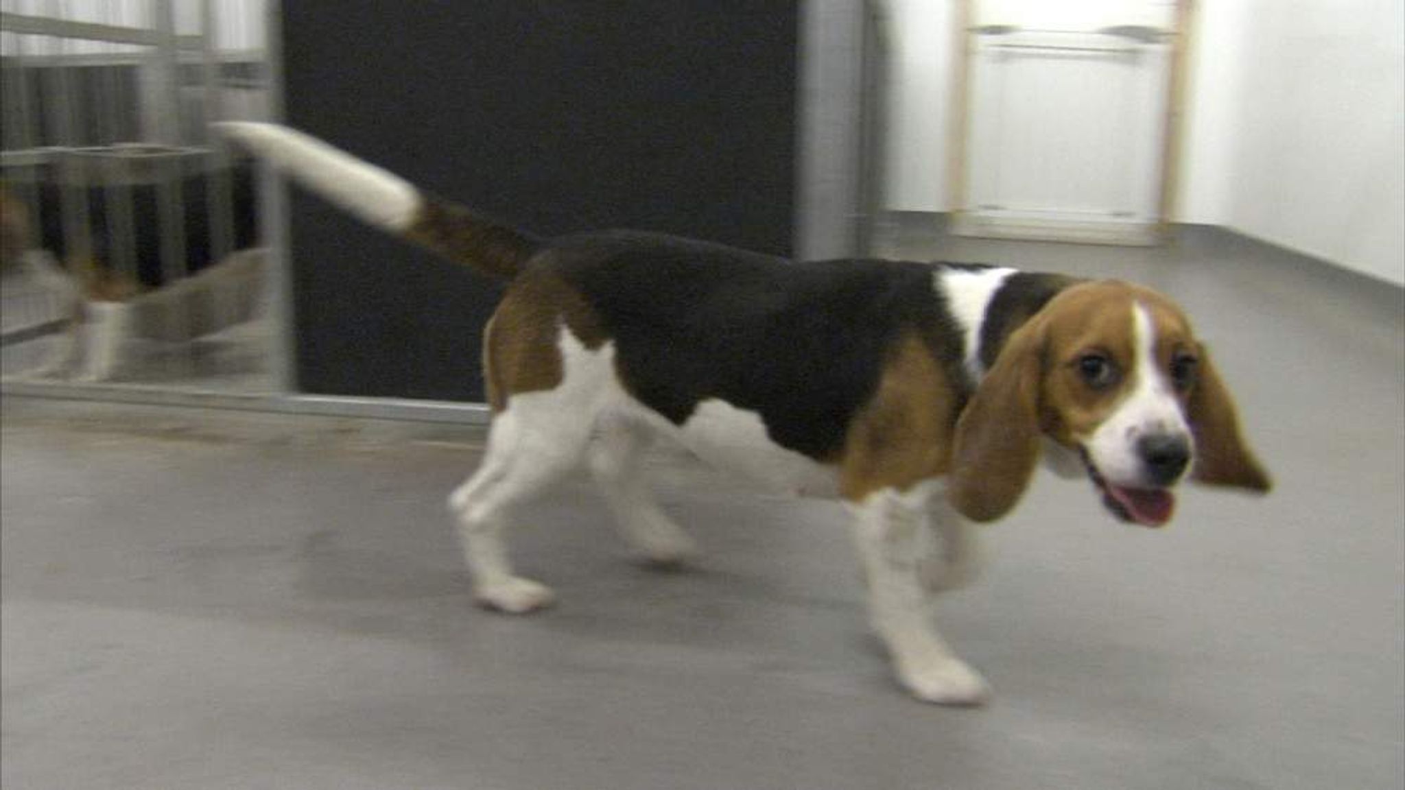New Plans To Breed Beagles For Science Testing | UK News | Sky News