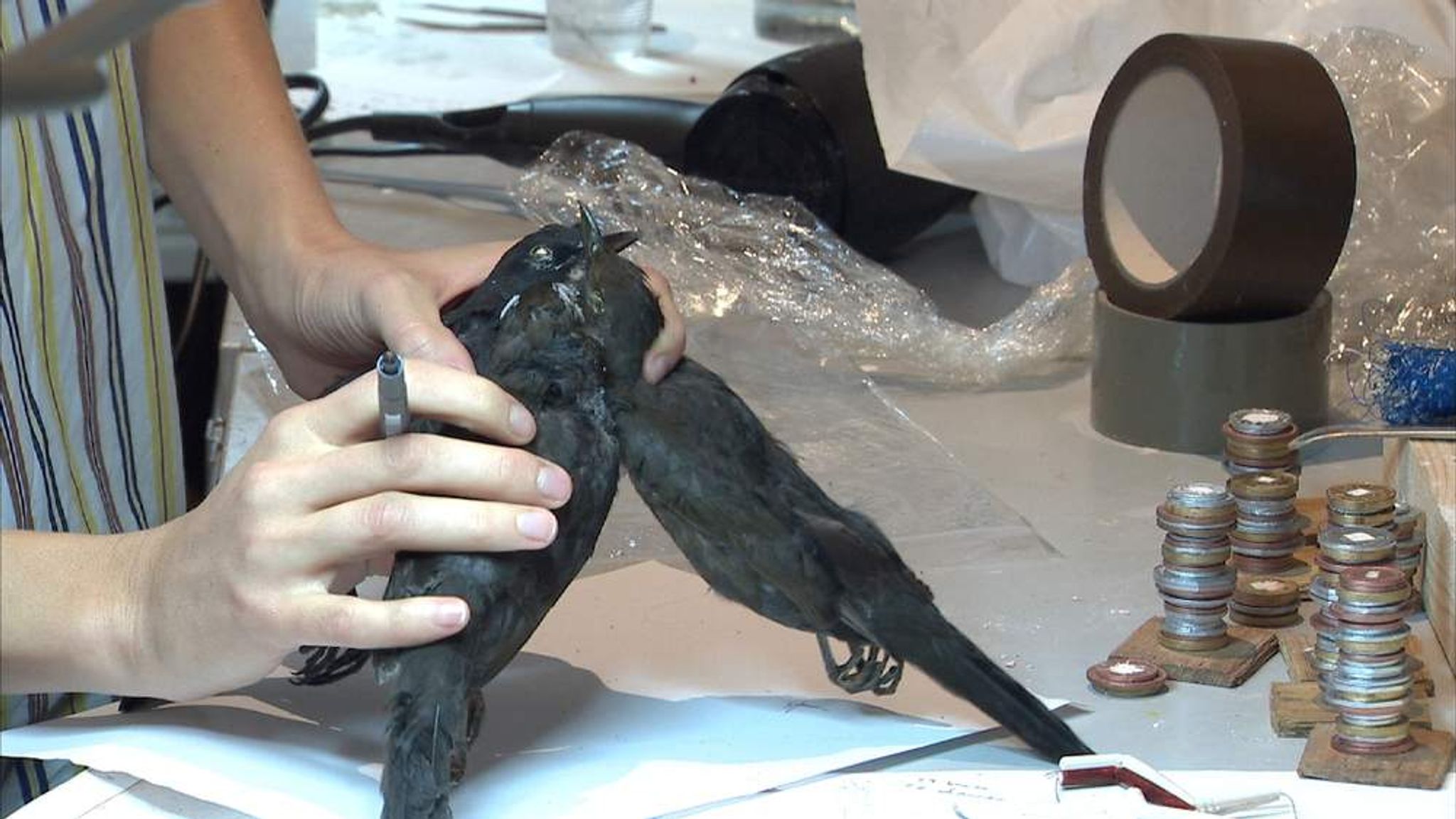 Taxidermy: Art Of Stuffing Animals Dead Trendy | UK News | Sky News