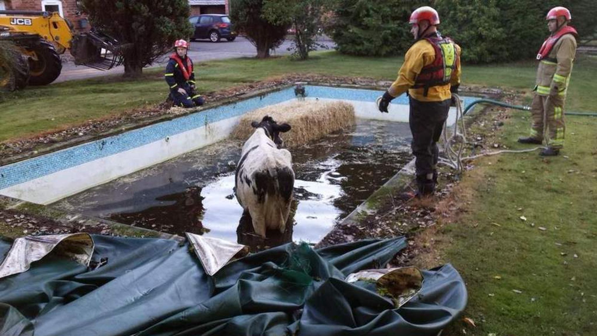 Holy Cow! Firefighters Rescue Bovine In Pool | UK News | Sky News