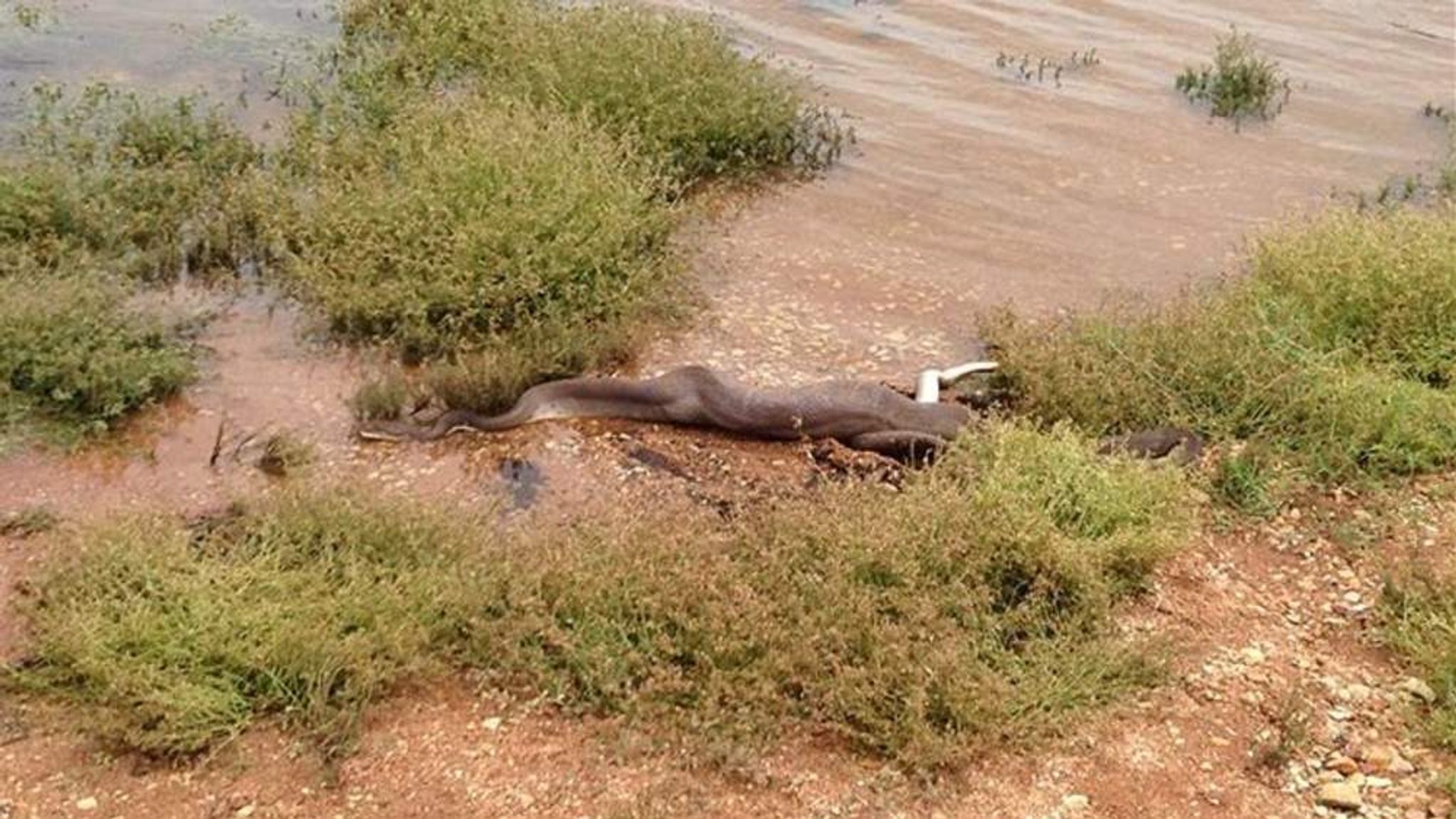 Snake Eats Crocodile After Four-Hour Battle | Scoop News | Sky News