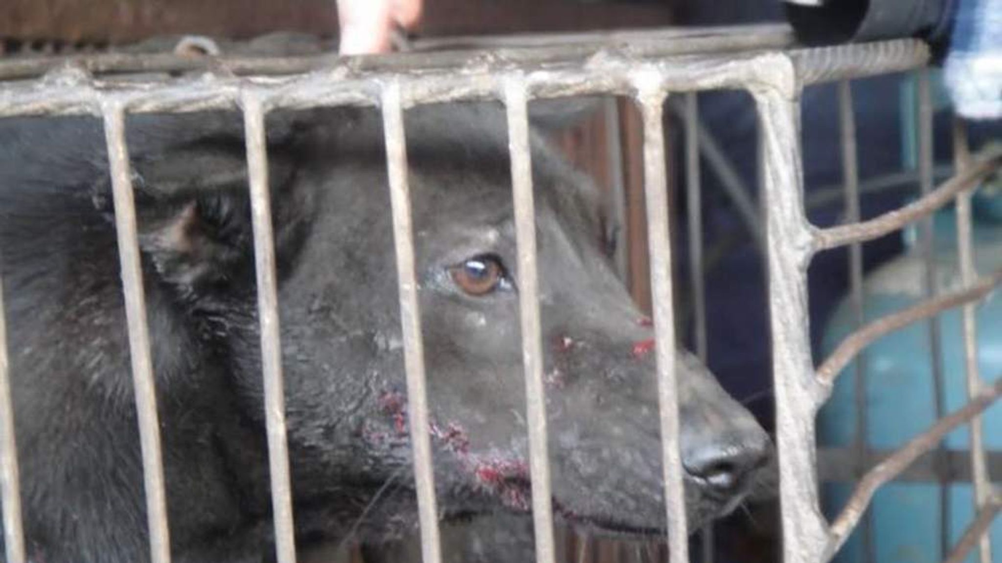 Dog Meat Festival Faces Social Media Backlash | World News | Sky News