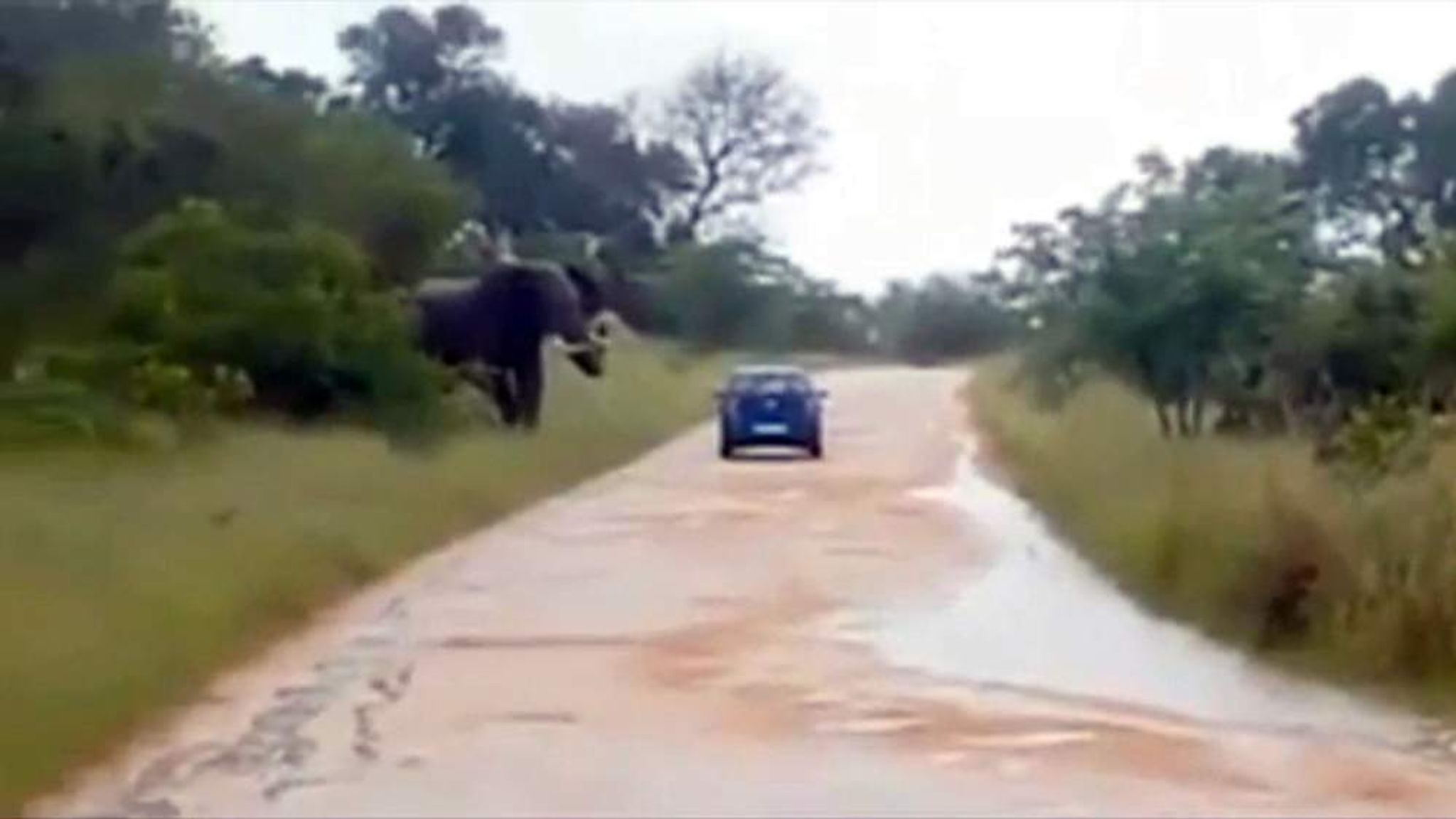 Bull Elephant Rampage: Briton's Car Trampled | World News | Sky News