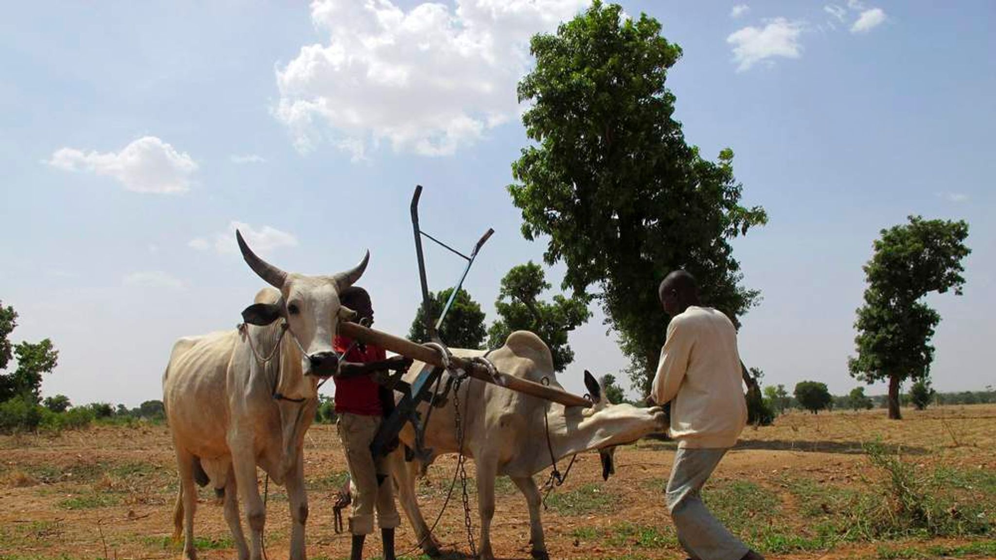 100 Die In Nigerian Inter-Tribal Violence | World News | Sky News