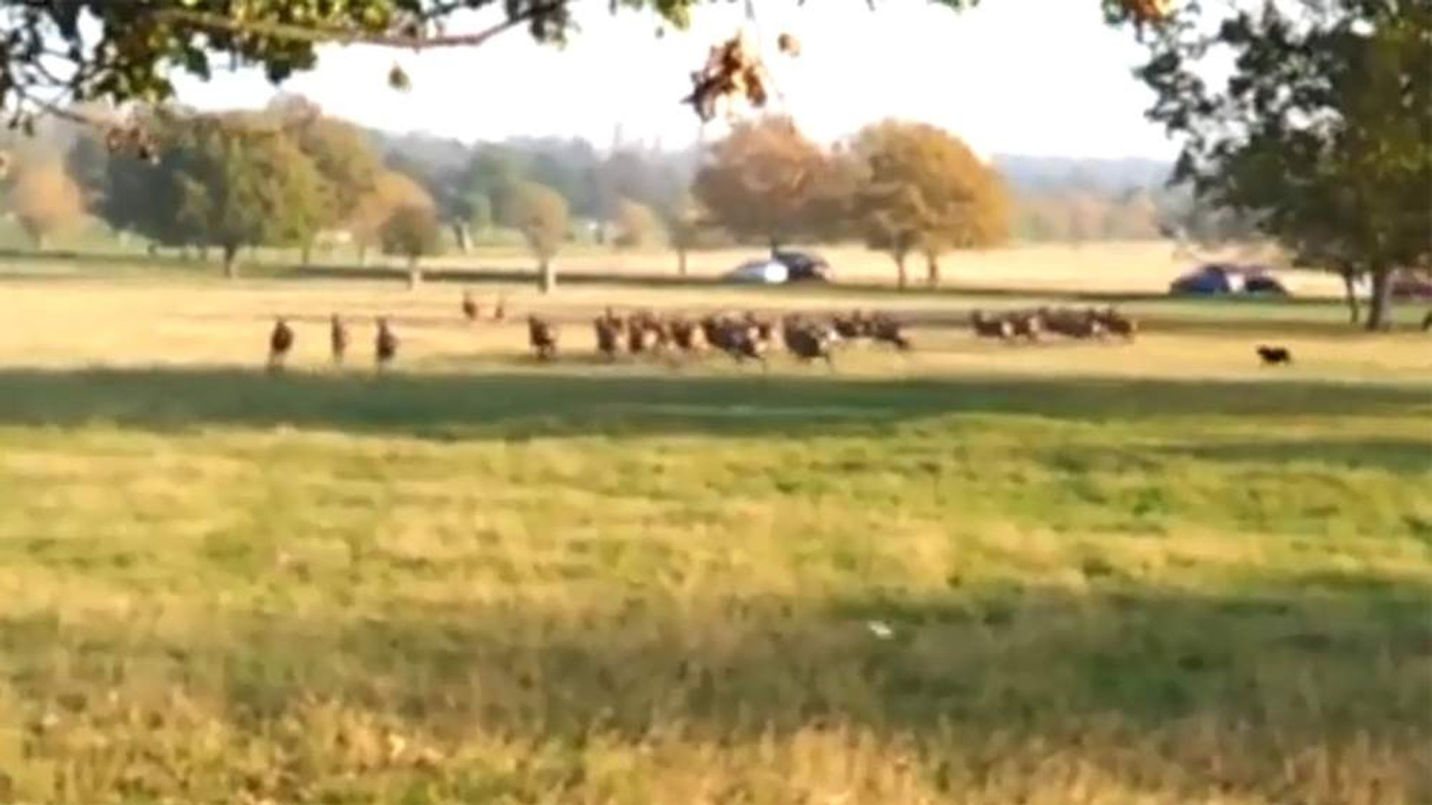 Fenton Effect? Dogs Chasing Deer To Deaths | UK News | Sky News