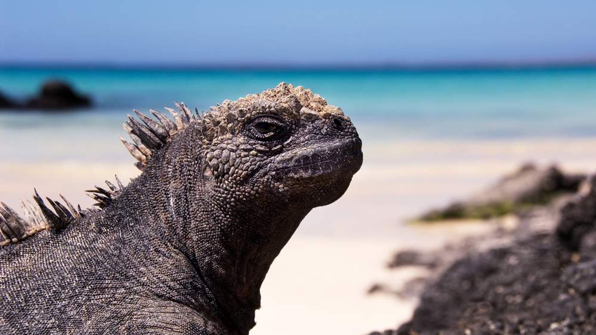 Rat Massacre Galapagos Islands To Kill Millions World News Sky News