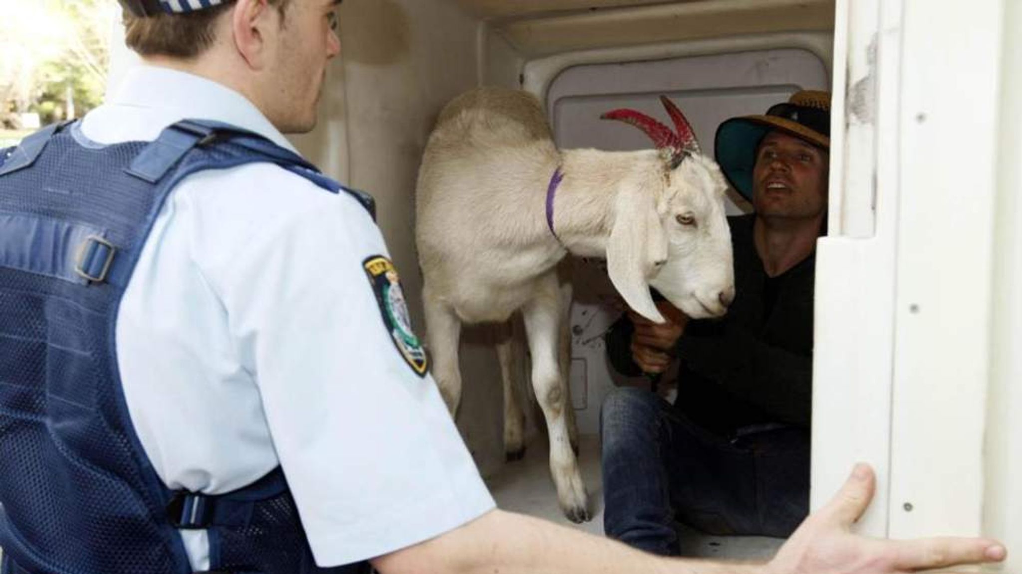 Australia: Gary The Goat Overturns Conviction | World News | Sky News