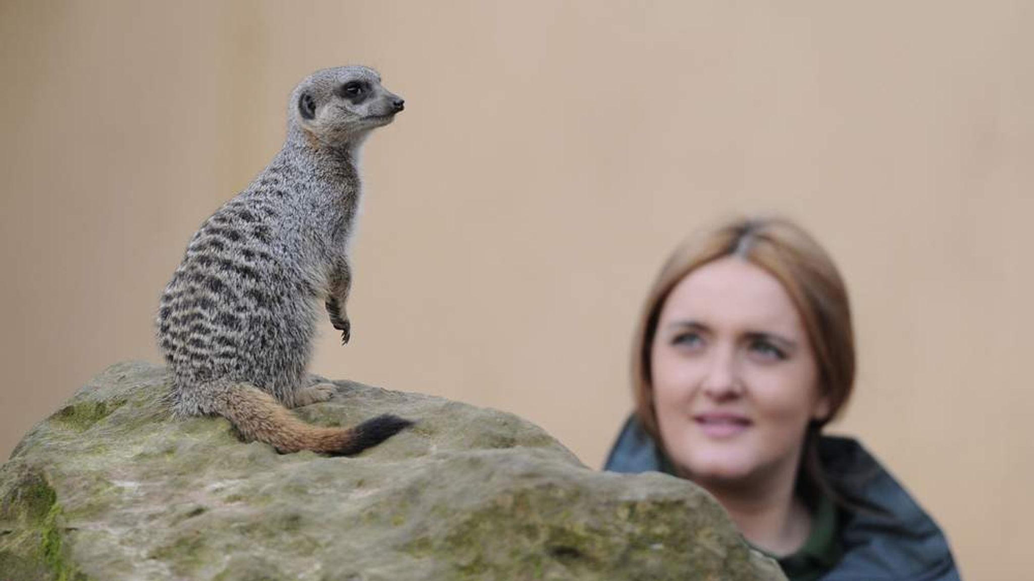 Meerkat Expert Punished For Love-Rival Attack | UK News | Sky News