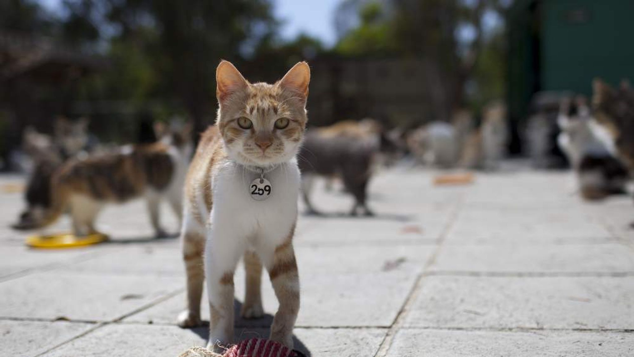 Thirty-Four Pet Cats Perish In Shed Fire | US News | Sky News