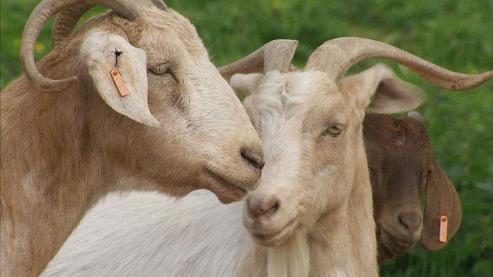 No Baa Humbug: Goat Meat Grows In Popularity | UK News | Sky News
