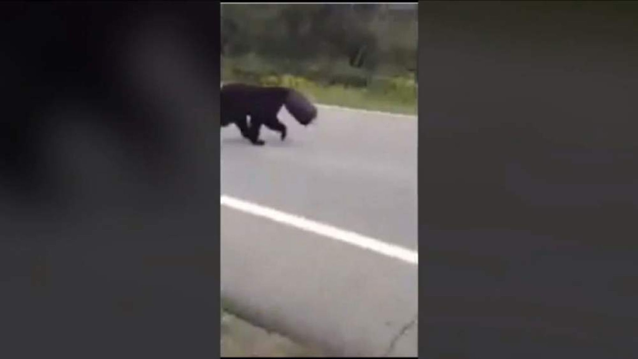 Watch: 'Bucket Bear' Is Freed By Brave Group | US News | Sky News
