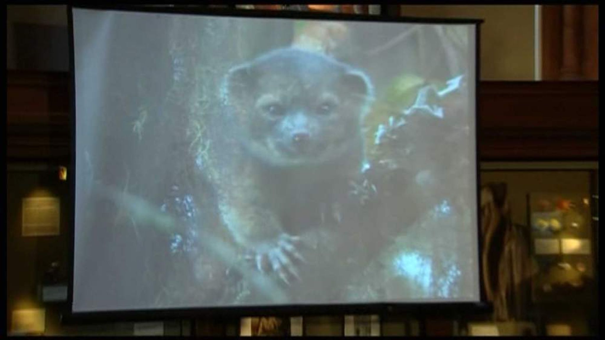 Olinguito: New Mammal Is Identified | Scoop News | Sky News