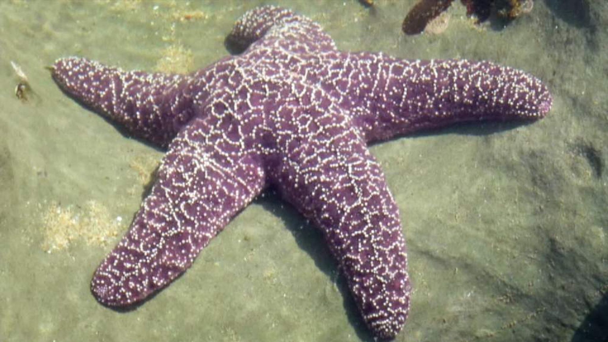 Starfish Dying Due To 'Wasting Disease' | US News | Sky News