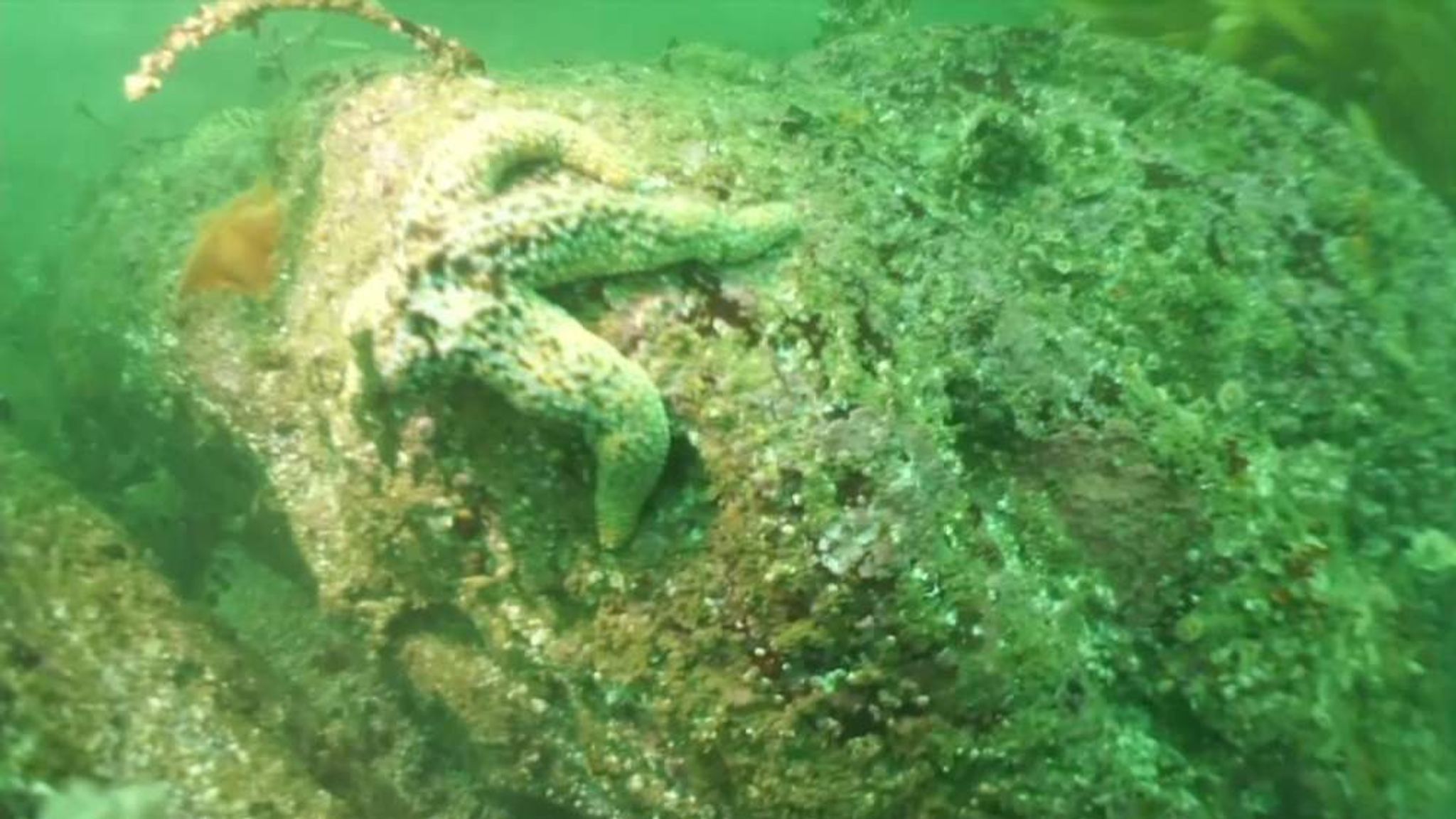 Starfish Dying Due To 'Wasting Disease' | US News | Sky News