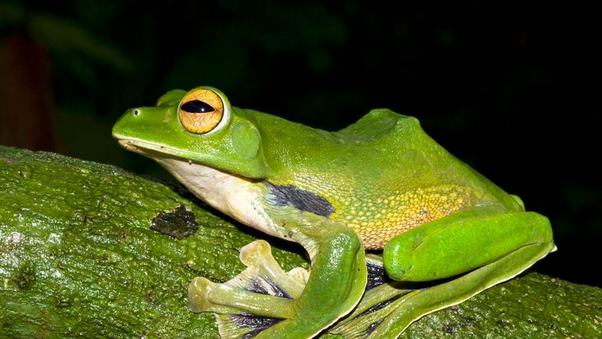 Flying Frog: New Species Found In Vietnam | World News | Sky News