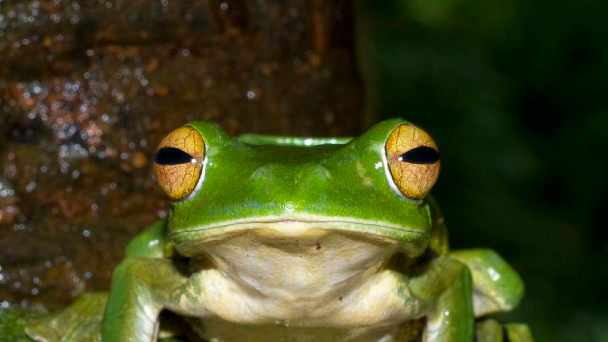 Flying Frog: New Species Found In Vietnam | World News | Sky News