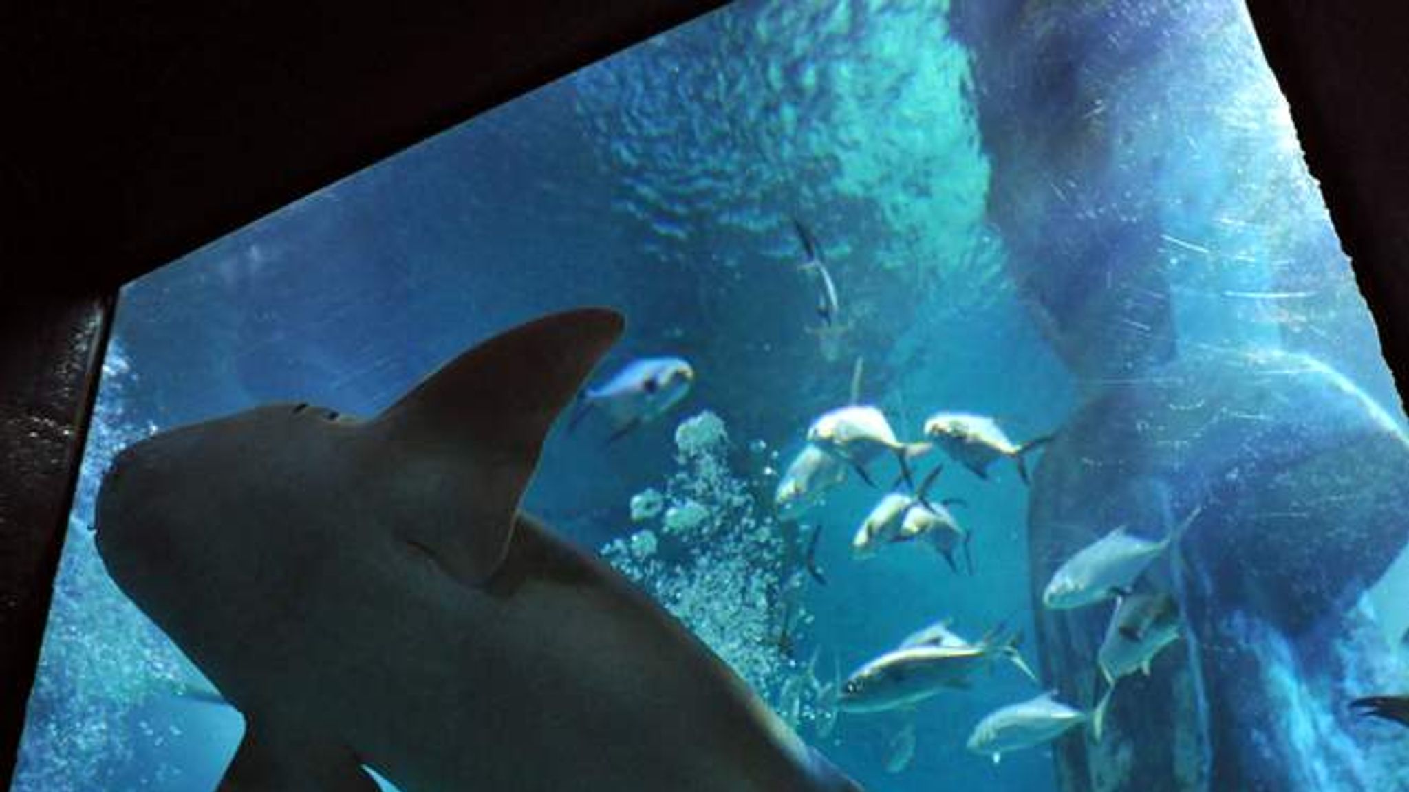 Breast Cancer: Sharks' Antibodies Could Hold Key | UK News | Sky News