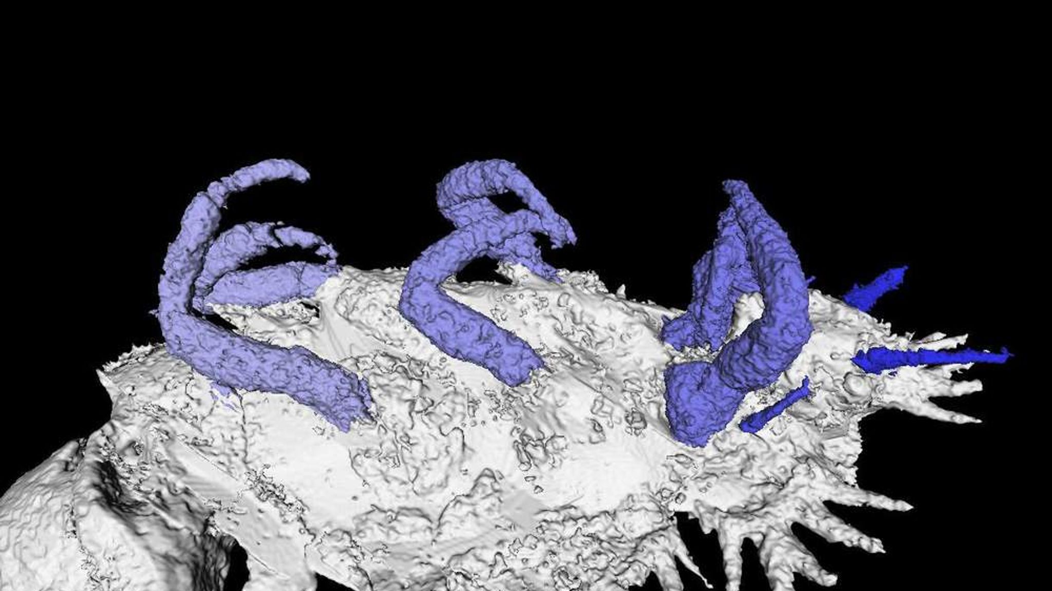 CT Images Reveal 300 Million-Year-Old Cockroach | Scoop News | Sky News