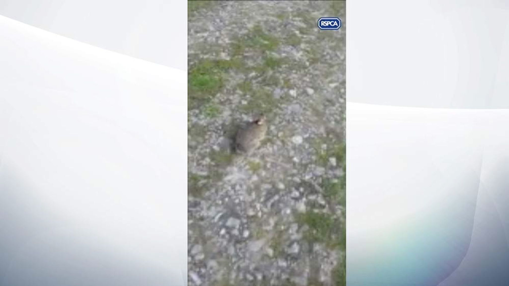Fine For Man Who Filmed Himself Kicking Rabbit | UK News | Sky News
