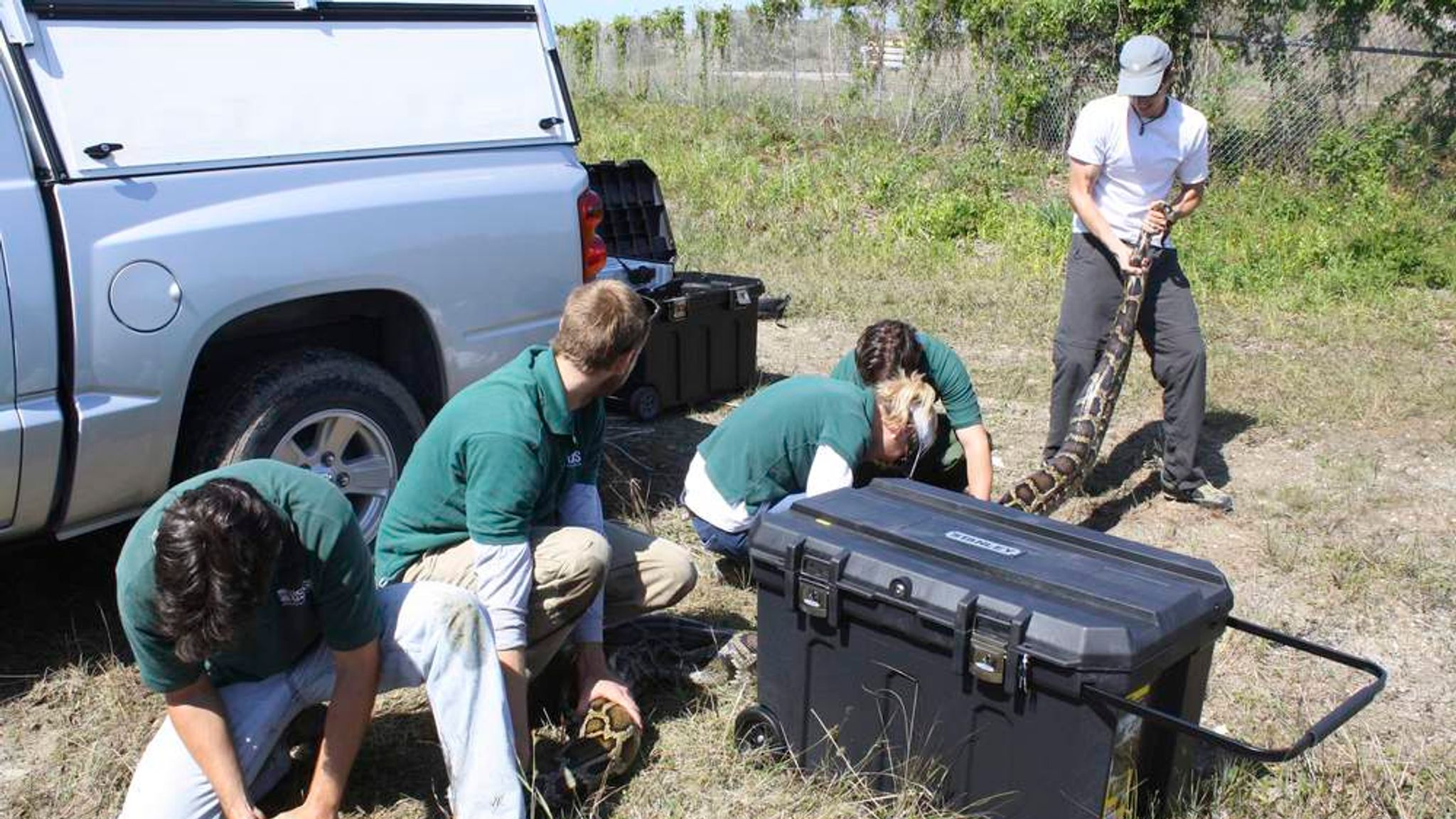 Giant Python Hunt: 400 Sign Up In Florida | Scoop News | Sky News