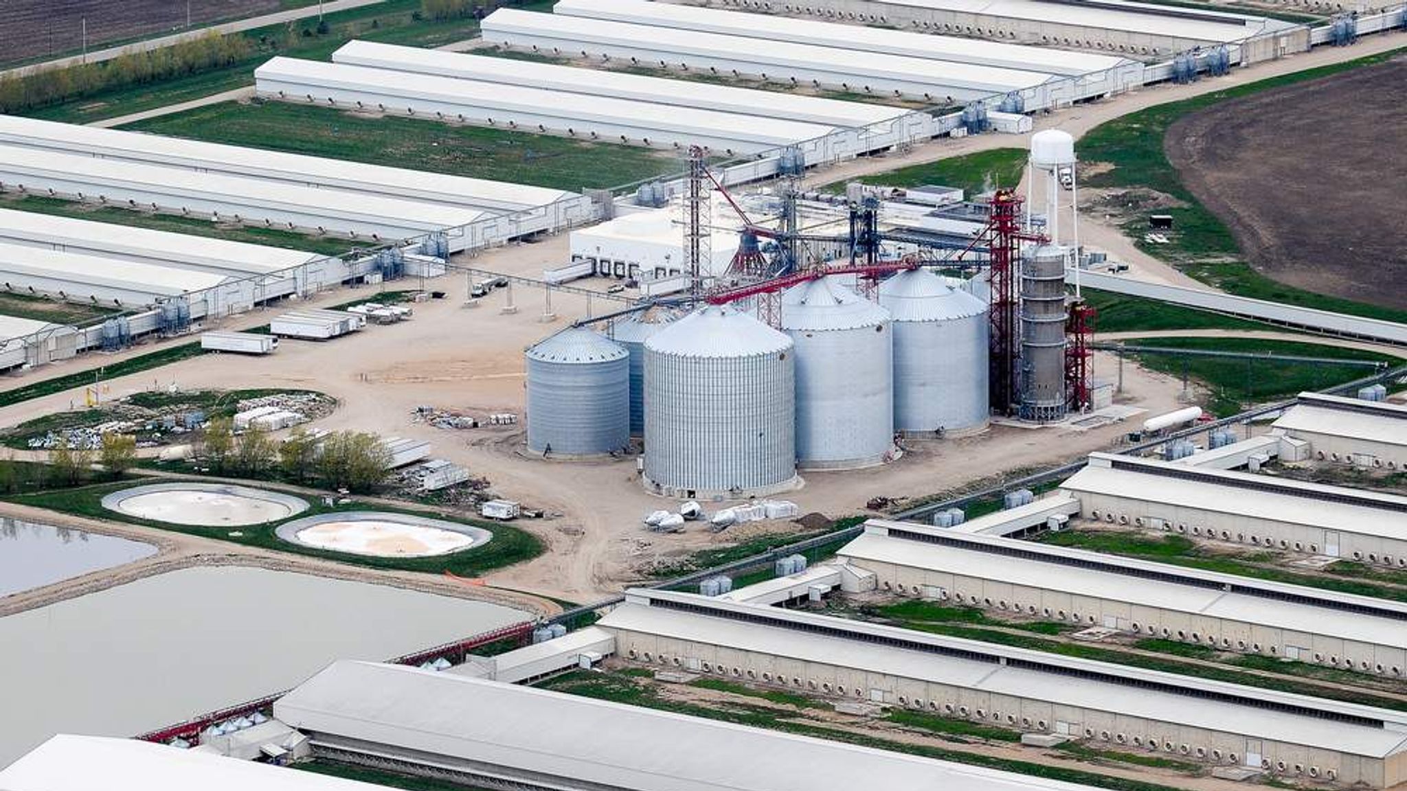 US Bird Flu: Iowa Declares State Of Emergency | US News | Sky News