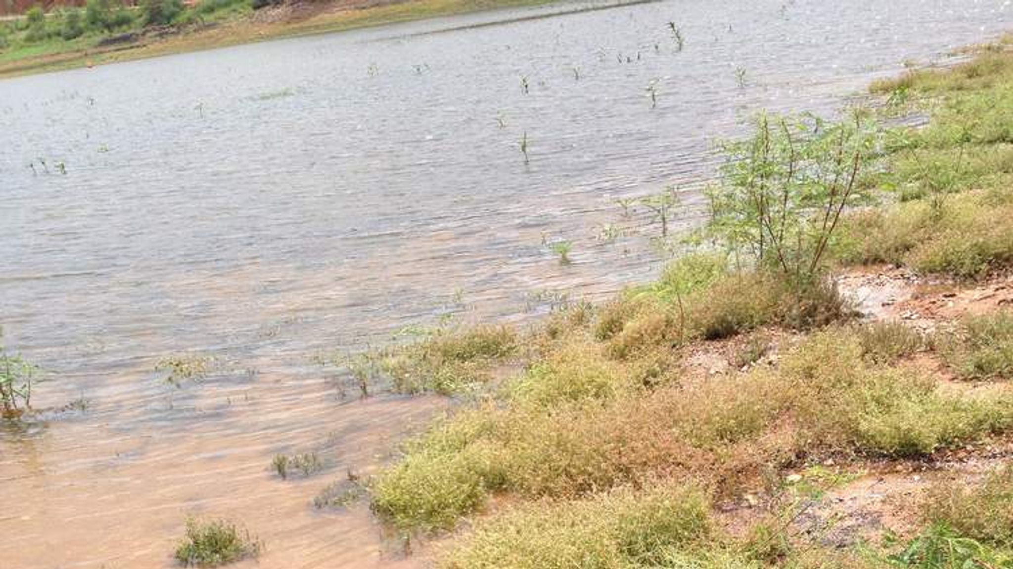 Snake Eats Crocodile After Four-Hour Battle | Scoop News | Sky News