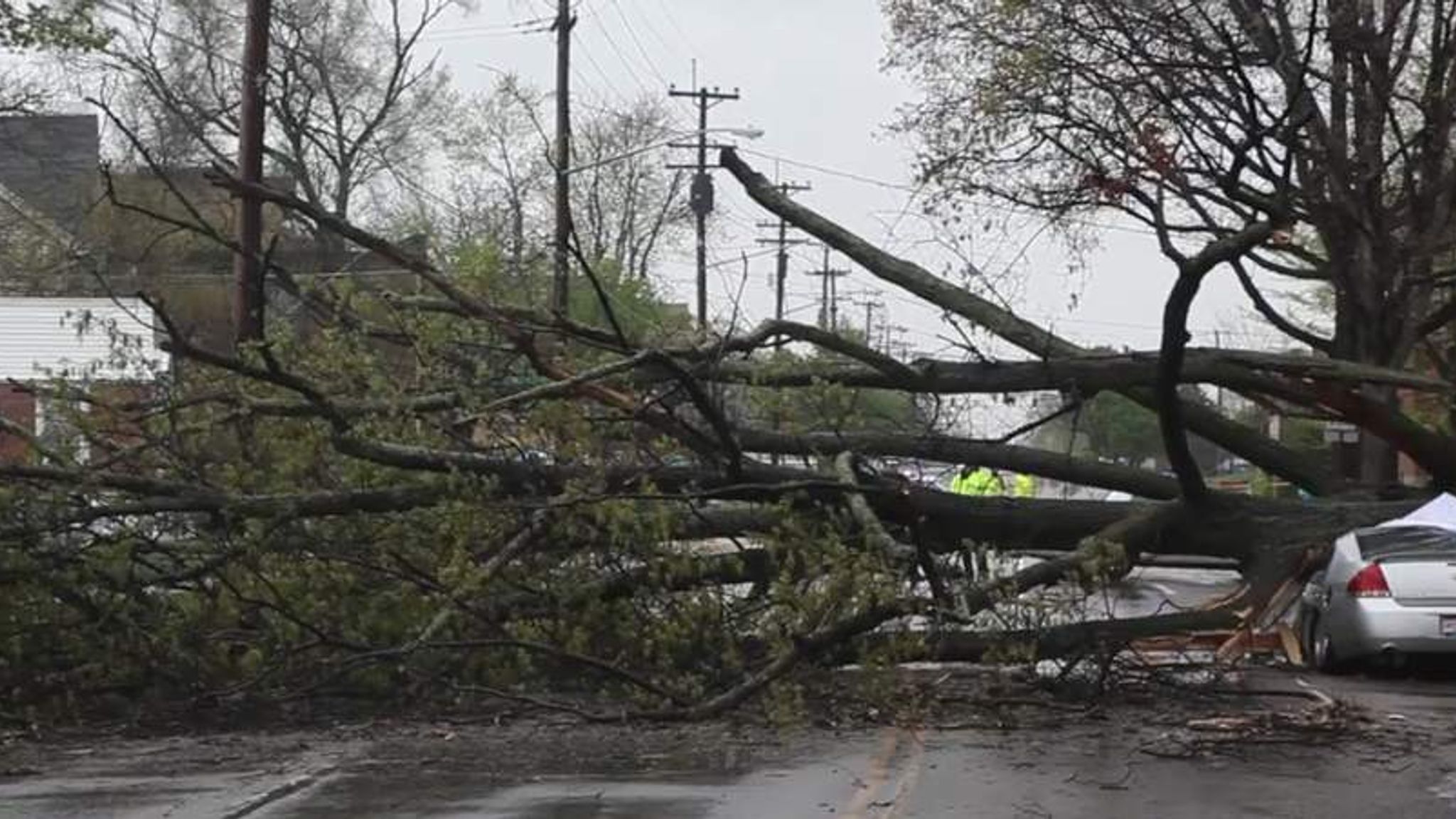 Woman, 65, Killed After Tree Falls On Car | US News | Sky News