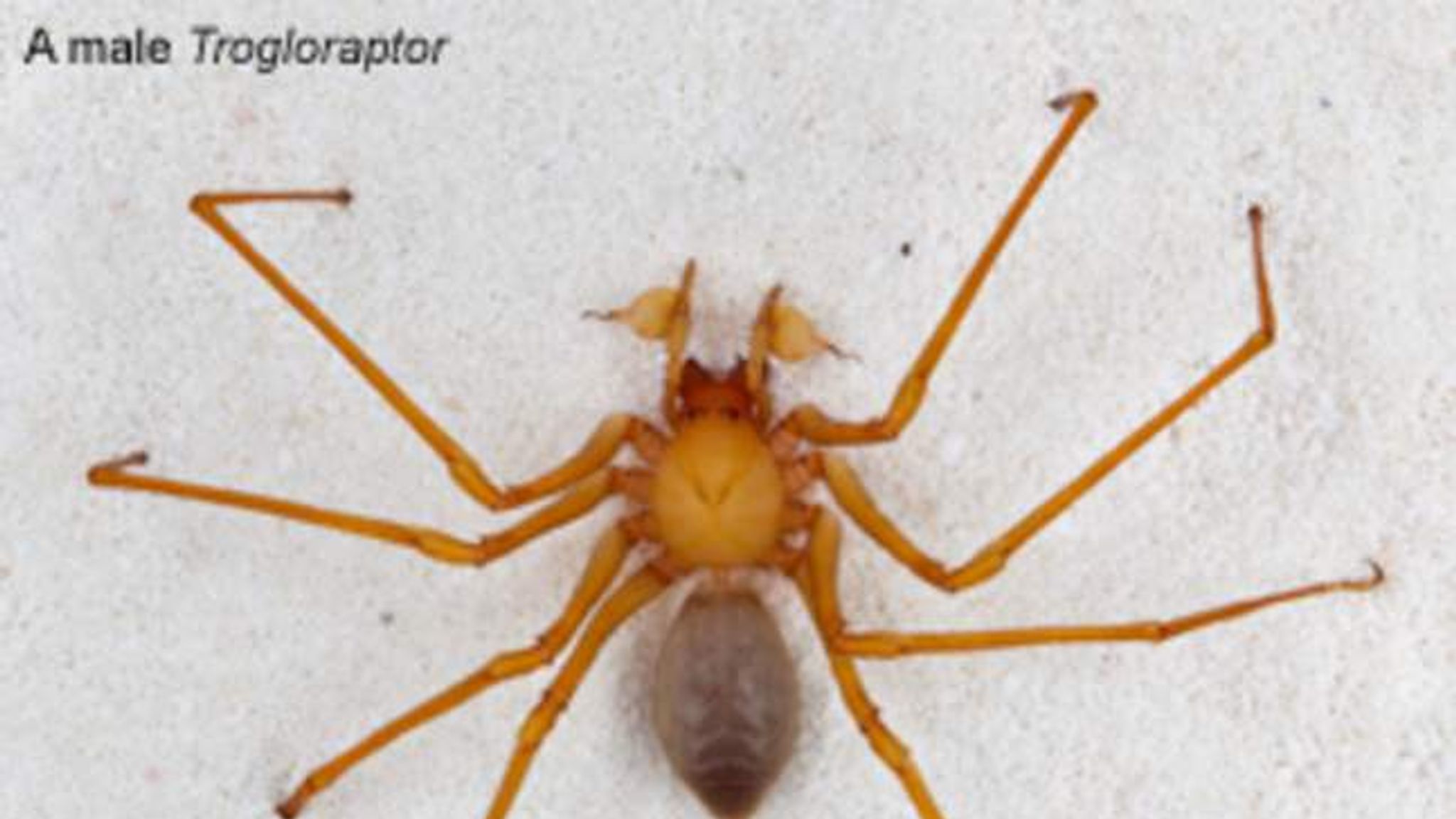 Spider Species 'Trogloraptor' Found In Caves | Scoop News | Sky News