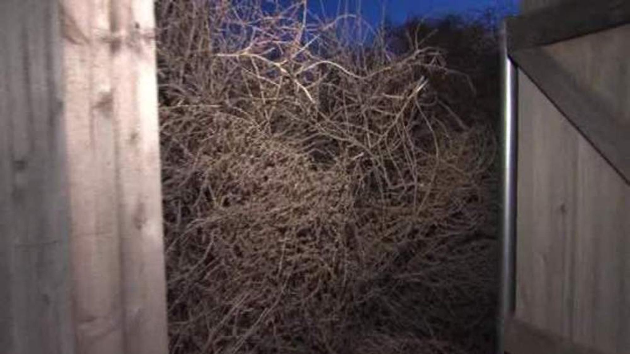 Tumbleweed Invasion Buries House In Texas | US News | Sky News