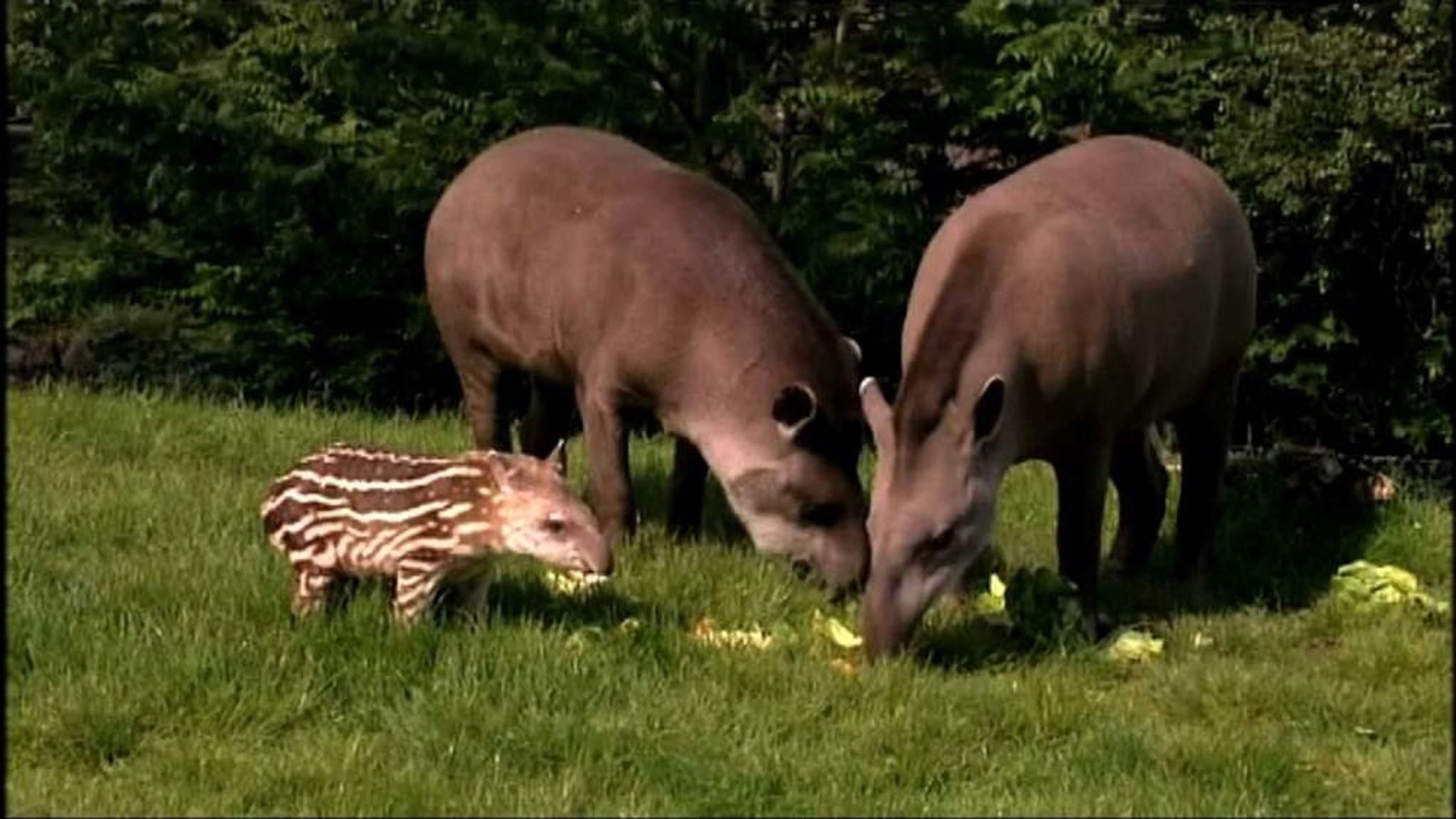 Tapir Attack: Toddler Mauled During Zoo Visit | World News | Sky News