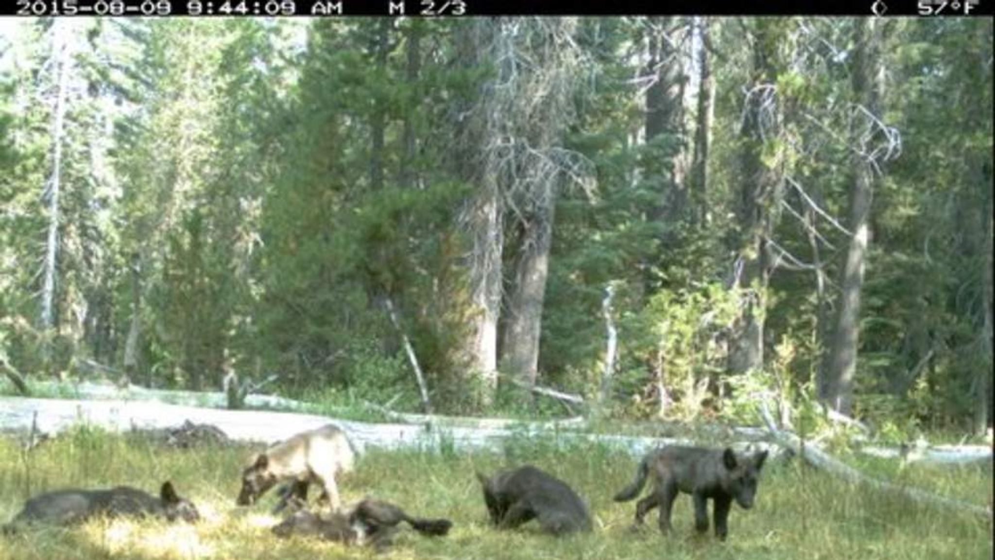 First Wolf Pack Since 1924 Spotted In California | US News | Sky News