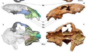 Tibet: Scientists Discover Oldest Ever Cat Fossil | UK News | Sky News