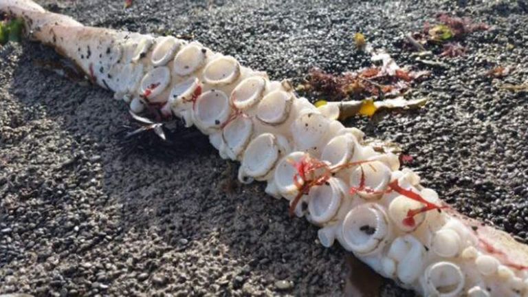'What A Beast!': Giant Squid Found On Beach | World News | Sky News