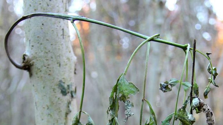 'One-Way Ticket' Warning Over Ash Dieback | UK News | Sky News