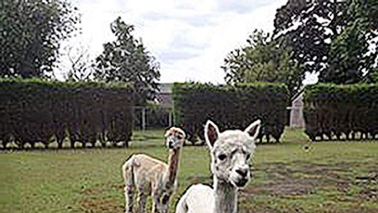 Video: CCTV Shows 'Mindless' Attack On Alpacas | UK News | Sky News