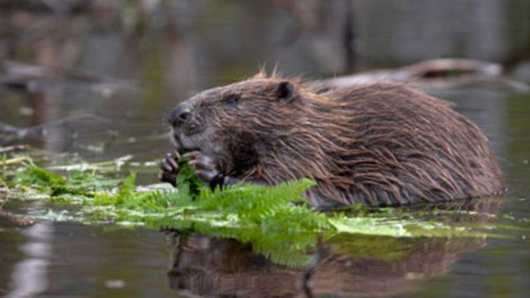 Beaver Bites Man To Death In Belarus Attack | World News | Sky News