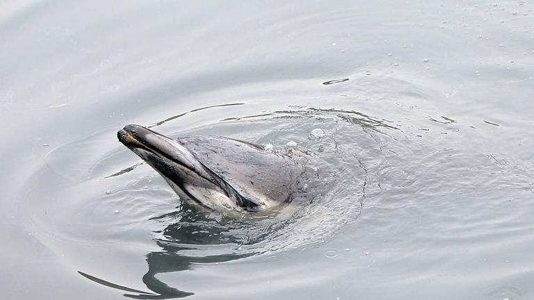 Dolphin Trapped In Filthy New York Canal Dies | Scoop News | Sky News