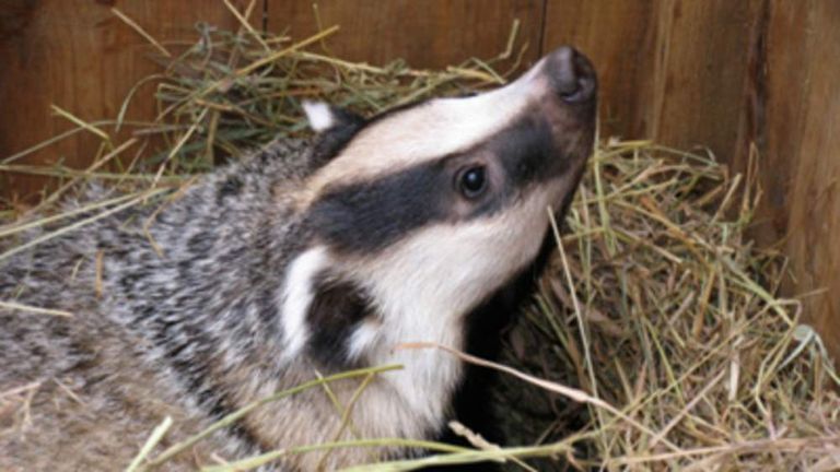 Seven New Badger Cull Licences Approved In England | UK News | Sky News