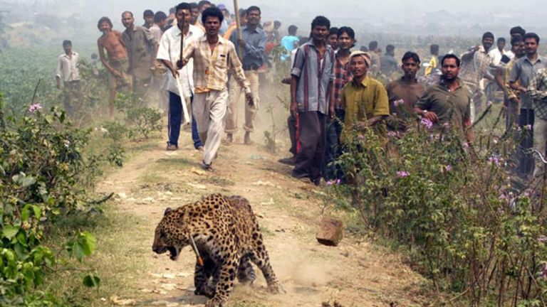 Leopard Drags Away And Eats Teenage Girl | World News | Sky News Leopard Drags Away And Eats Teenage Girl | World News | Sky News
