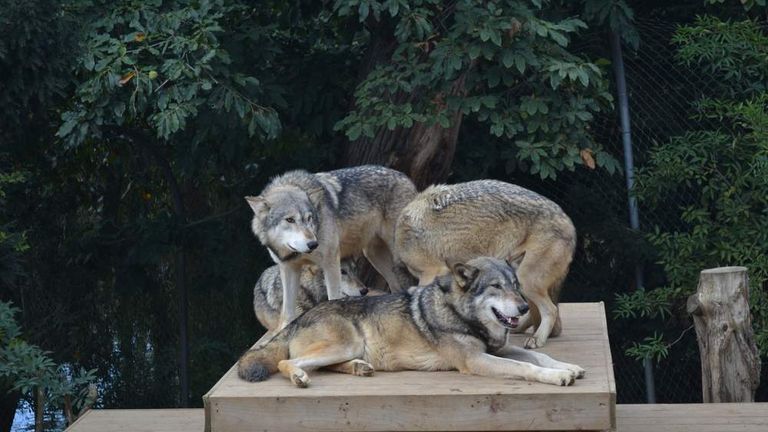 Wolves Shot After Escape From Colchester Zoo | UK News | Sky News