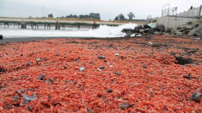 Thousands Of Dead Prawns Washed Up In Chile | Scoop News | Sky News