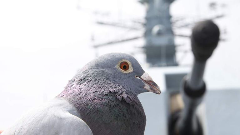Lost Pigeon Rescued By Navy In Atlantic Ocean | UK News | Sky News