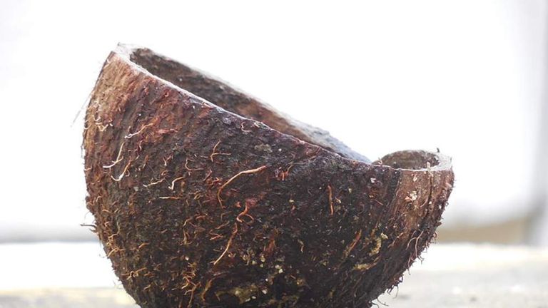 Coconuts Inspire Earthquake-Proof Buildings | Science, Climate & Tech ...