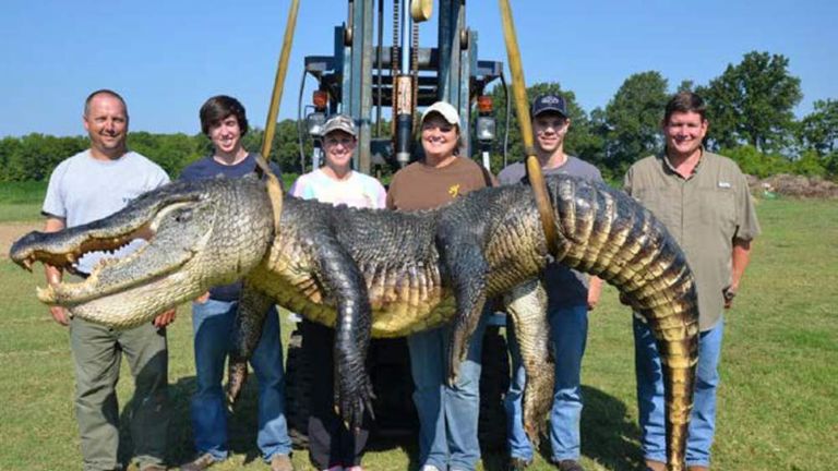 Huge Alligators Smash Mississippi Records | US News | Sky News