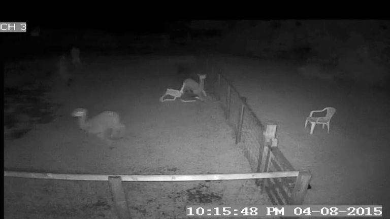 Video: CCTV Shows 'Mindless' Attack On Alpacas | UK News | Sky News