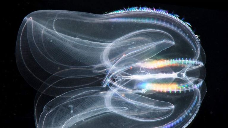Comb Jelly Squeezes Out Sponge As First Animal | Scoop News | Sky News