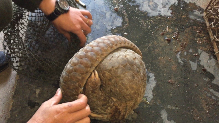 Nine Strange Facts About Endangered Pangolins | World News | Sky News