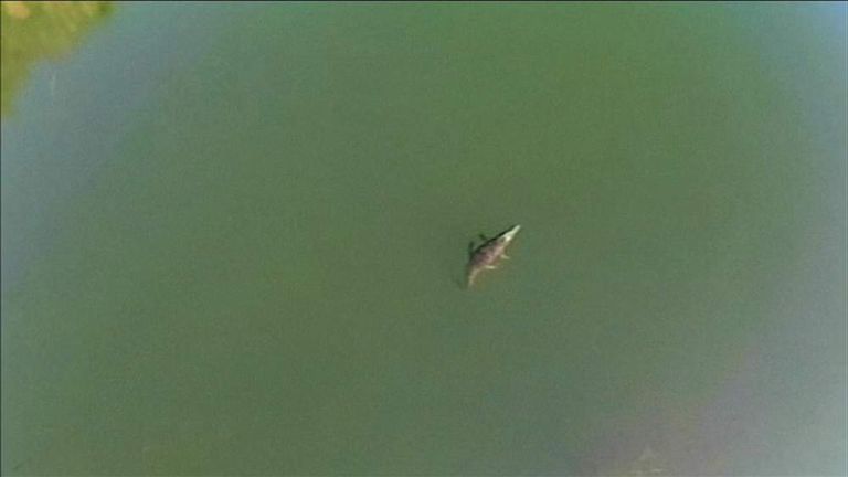 Crete's Crocodile Found Dead After Cold Snap | World News | Sky News