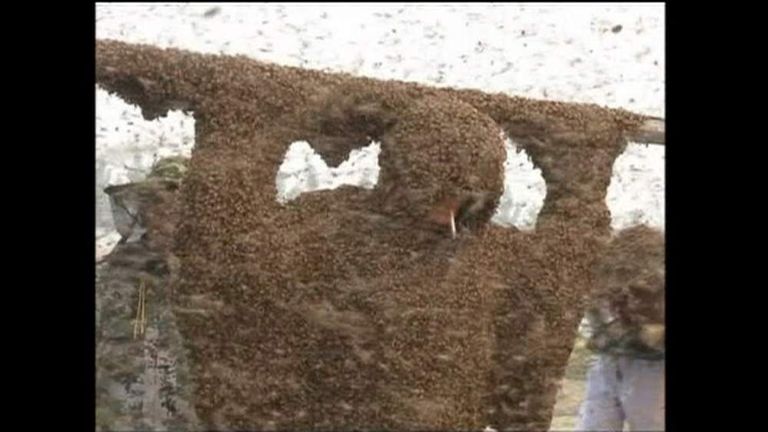 man breaks world record for being covered in bees
